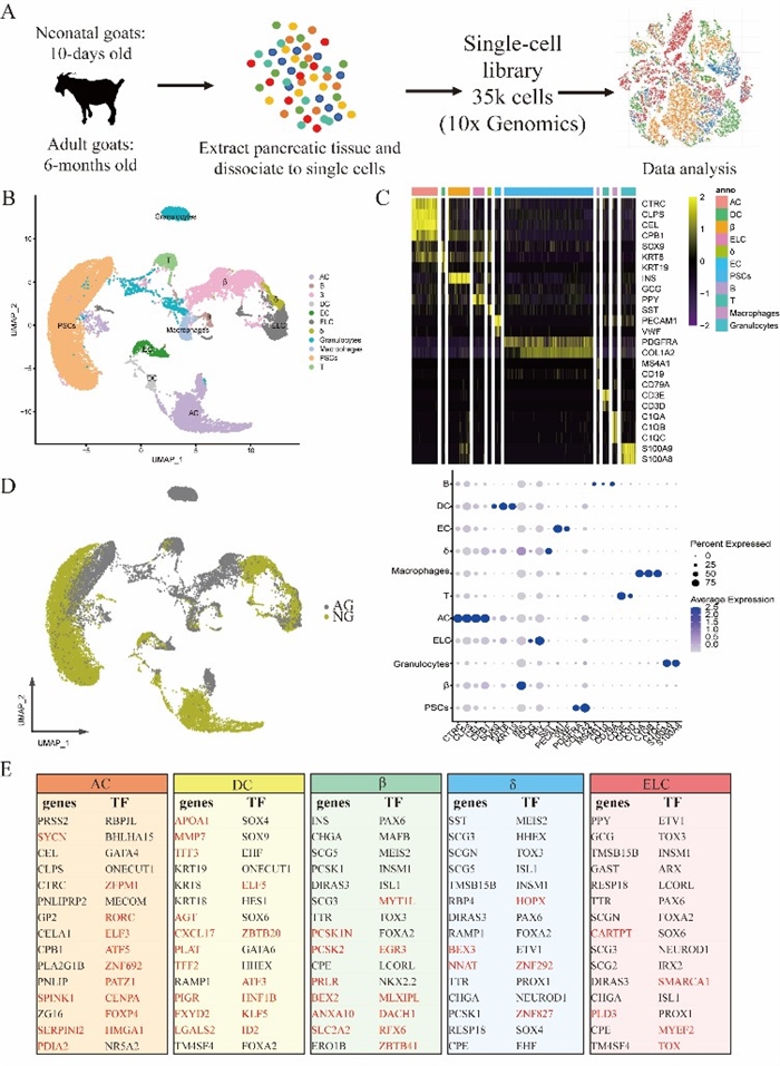 CCKBR调控山羊小肠淀粉消化的胰腺外分泌功能机制研究取得突破进展----亚热带农业生态研究所