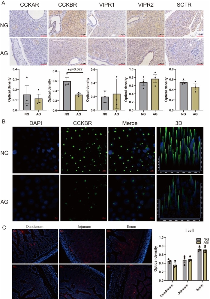 CCKBR调控山羊小肠淀粉消化的胰腺外分泌功能机制研究取得突破进展----亚热带农业生态研究所